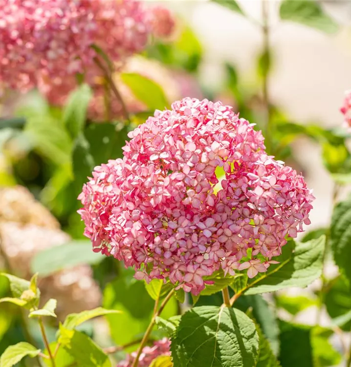 Hydrangea arbor.'Pink Annabelle' -R- - Collection, Ballhortensie 'Pink Annabelle' -R-
