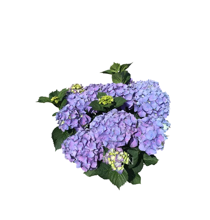 Hydrangea m. 'Bela' -S- - Collection