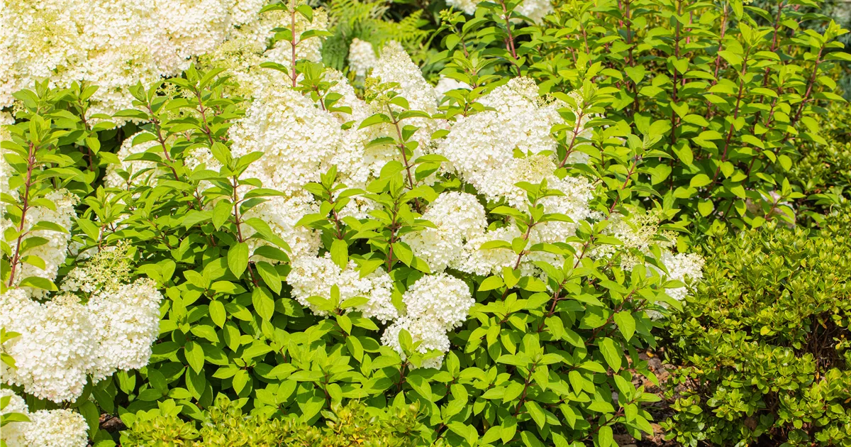 Hydrangea panic. 'Bobo' -R- - Collection, Rispenhortensie 'Bobo' -R-