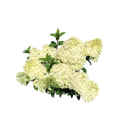 Hydrangea panic. 'Bobo' -R- - Collection, Rispenhortensie 'Bobo' -R-