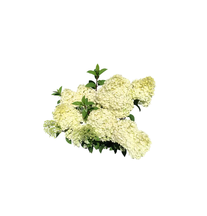 Hydrangea panic. 'Bobo' -R- - Collection, Rispenhortensie 'Bobo' -R-