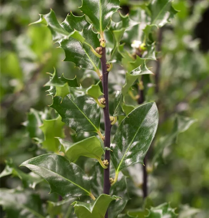 Ilex meserveae 'Blue Angel' -R- - Collection, Stechpalme 'Blue Angel' -R-