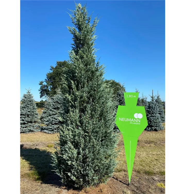 Juniperus scopulorum 'Wichita Blue' - Collection - Bauer Baumschulen AG