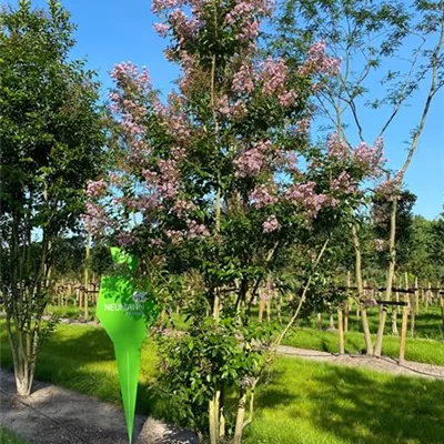 Lagerstroemia indica 'Muskogee' - Collection, Chinesische Kräuselmyrte ...