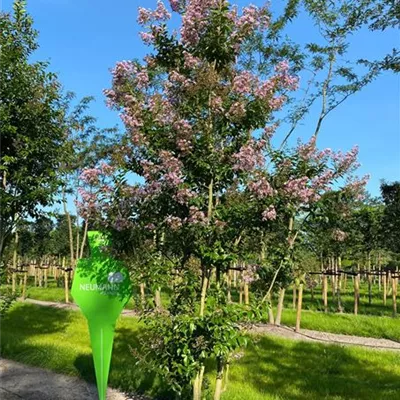 Lagerstroemia indica 'Muskogee' - Collection, Chinesische Kräuselmyrte ...
