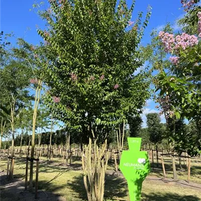 Lagerstroemia indica 'Muskogee' - Collection, Chinesische Kräuselmyrte ...