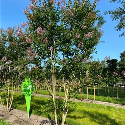 Lagerstroemia indica 'Muskogee' - Collection, Chinesische Kräuselmyrte ...