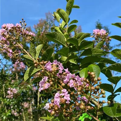 Lagerstroemia indica 'Muskogee' - Collection, Chinesische Kräuselmyrte ...