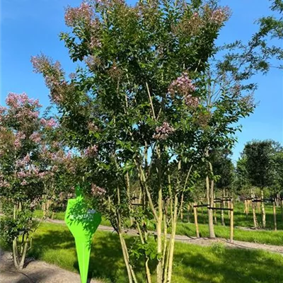 Lagerstroemia indica 'Muskogee' - Collection, Chinesische Kräuselmyrte ...