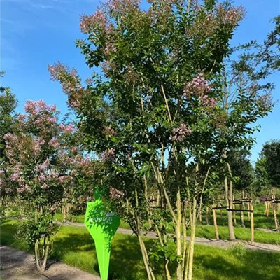 Lagerstroemia indica 'Muskogee' - Collection, Chinesische Kräuselmyrte ...