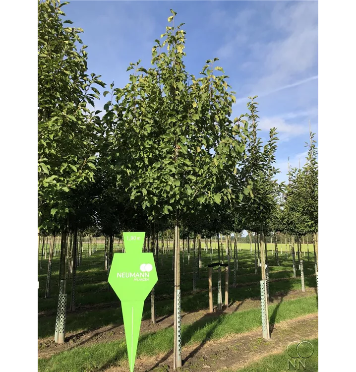 Magnolia soulangiana 'Heaven Scent' - Collection, Tulpenmagnolie ...