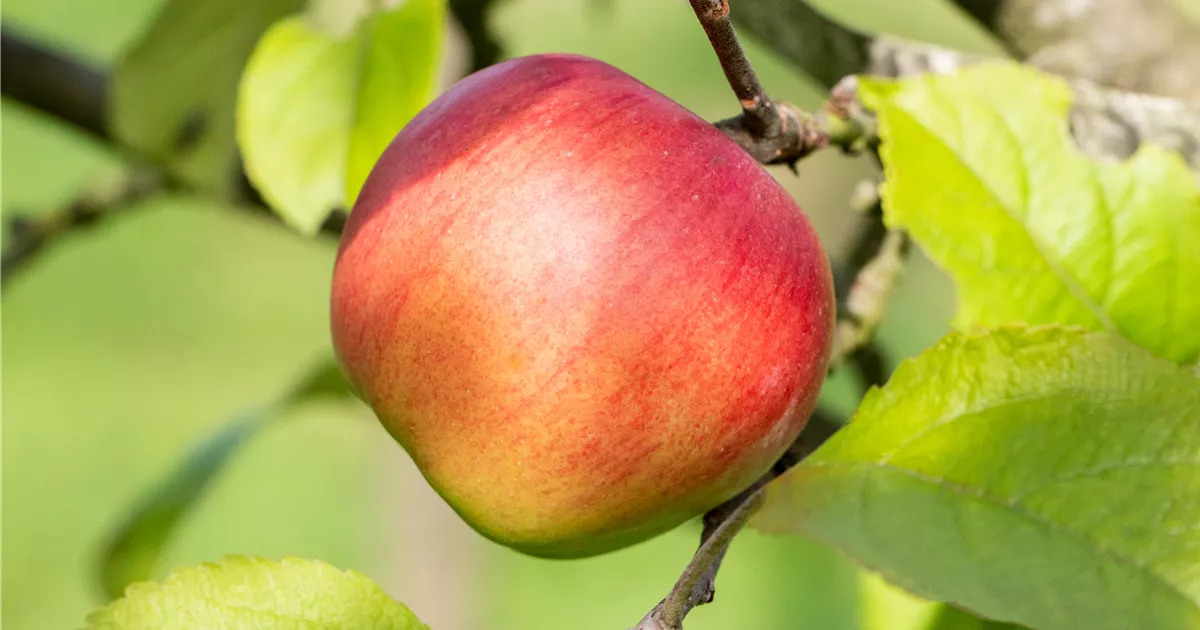 Malus 'Discovery' CAC - Collection, Apfel 'Discovery' früh