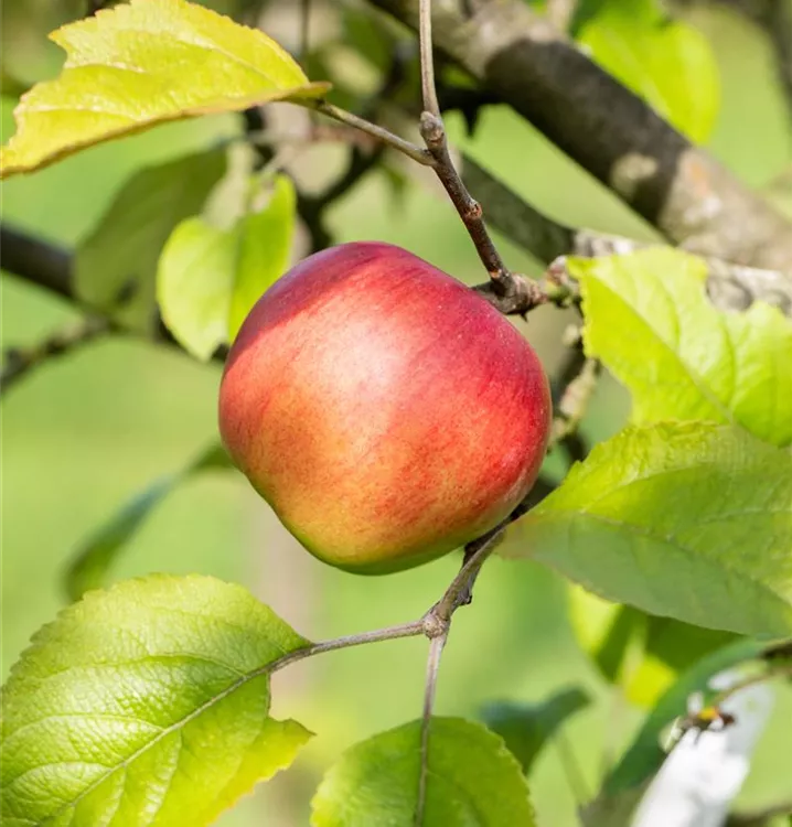 Malus 'Discovery' CAC - Collection, Apfel 'Discovery' früh
