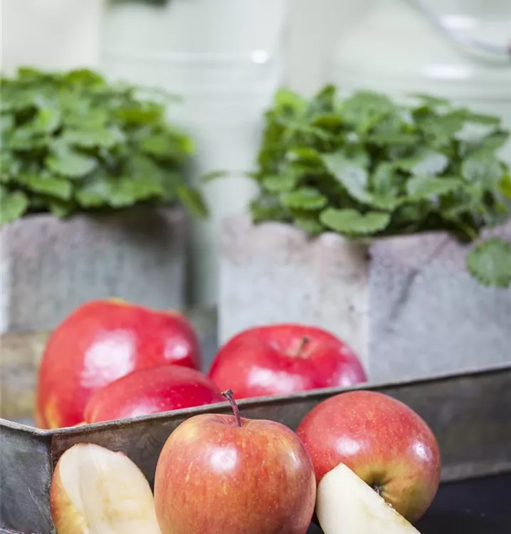 Malus 'Fuji' CAC - Collection, Apfel 'Fuji'