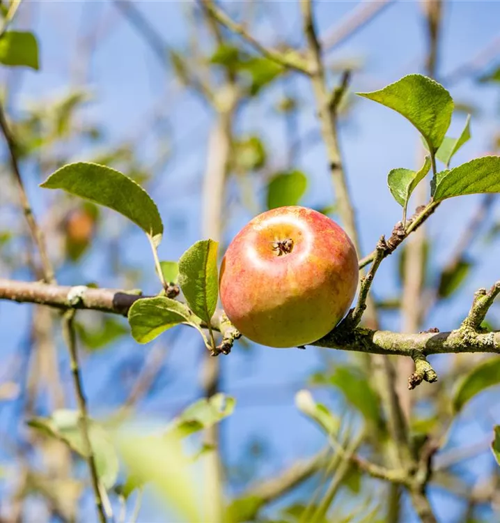 Malus 'Kaiser Alexander' CAC - Collection, Apfel 'Kaiser Alexander' mittel