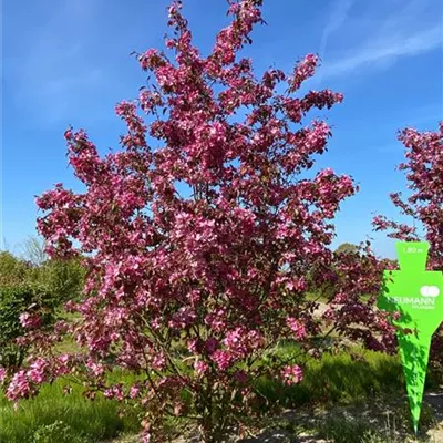 Malus 'Rudolph' - Collection, Zierapfel 'Rudolph'