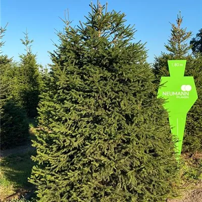 Picea abies - Collection, Rotfichte