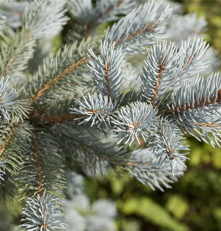 Picea pungens 'Fat Albert' - Collection, Blaufichte 'Fat Albert'