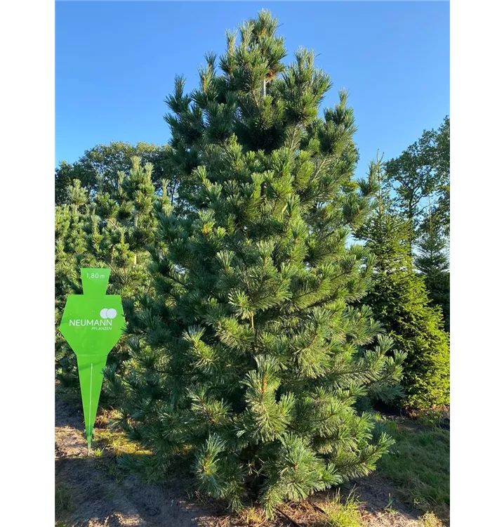 Pinus flexilis 'Vanderwolf's Pyramid' - Collection, Biegsame Kiefer ...