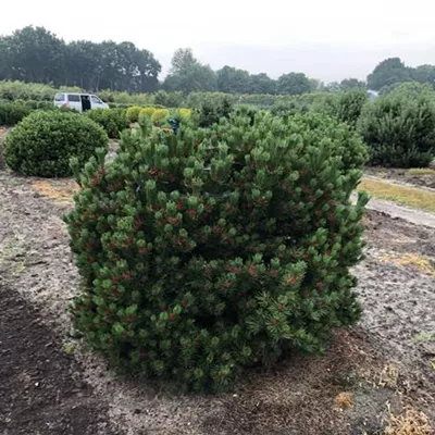 Pinus mugo 'Mops' - Collection, Kugel-Kiefer 'Mops'