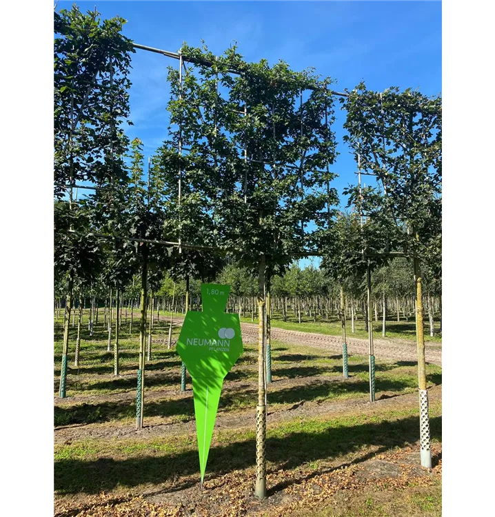 Acer campestre 'Red Shine' - Collection, Feldahorn 'Red Shine'