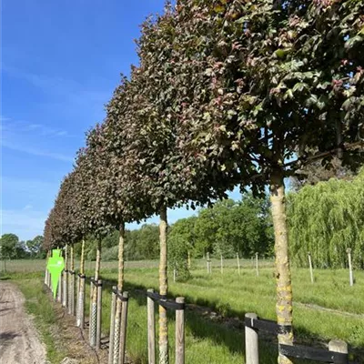 Acer campestre 'Red Shine' - Collection, Feldahorn 'Red Shine'