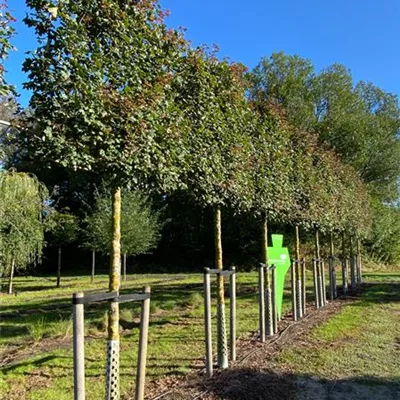 Acer campestre 'Red Shine' - Collection, Feldahorn 'Red Shine'