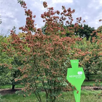Acer ginnala - Collection, Feuerahorn