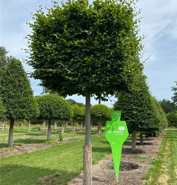 Carpinus betulus 'Lucas' - Collection, Hainbuche 'Lucas'