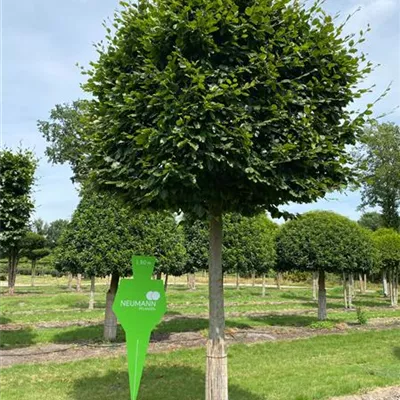 Carpinus betulus 'Lucas' - Collection, Hainbuche 'Lucas'