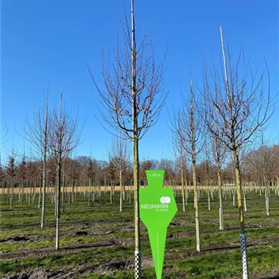 Carpinus betulus 'Lucas' - Collection, Hainbuche 'Lucas'