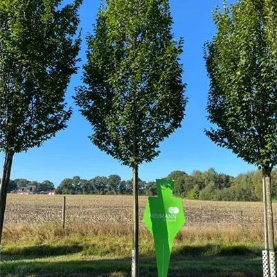 Carpinus betulus 'Lucas' - Collection, Hainbuche 'Lucas'