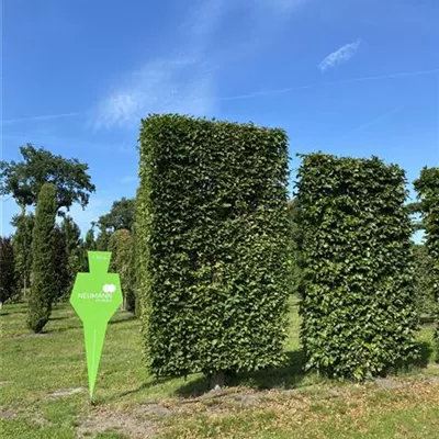 Carpinus betulus 'Lucas' - Collection, Hainbuche 'Lucas'