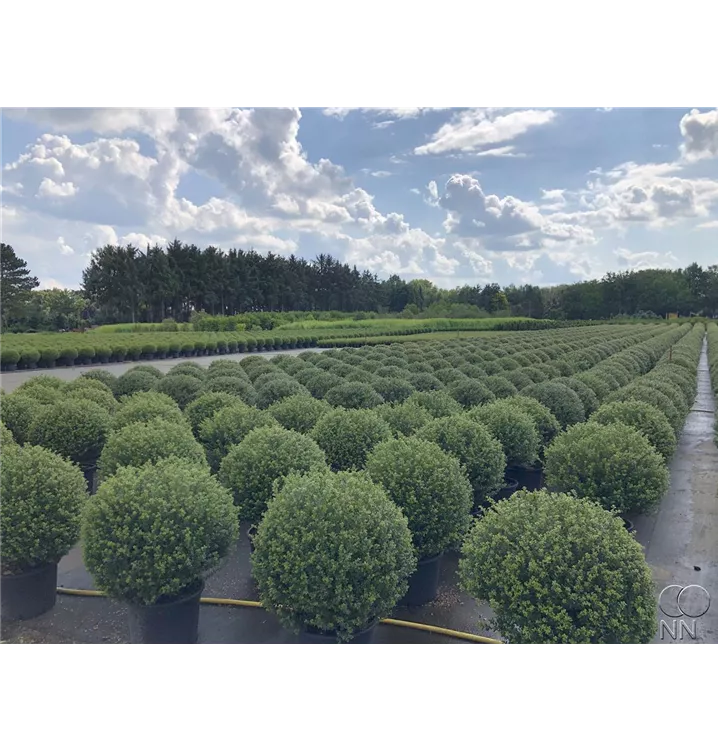 Ilex crenata 'Glorie Gem' - Collection, Berg-Ilex 'Glorie Gem'