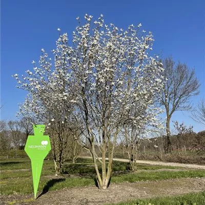 Magnolia kobus - Collection, Kobushi-Magnolie
