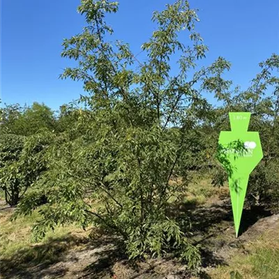 Malus 'Freija' -R- - Collection, Zierapfel 'Freija' -R-