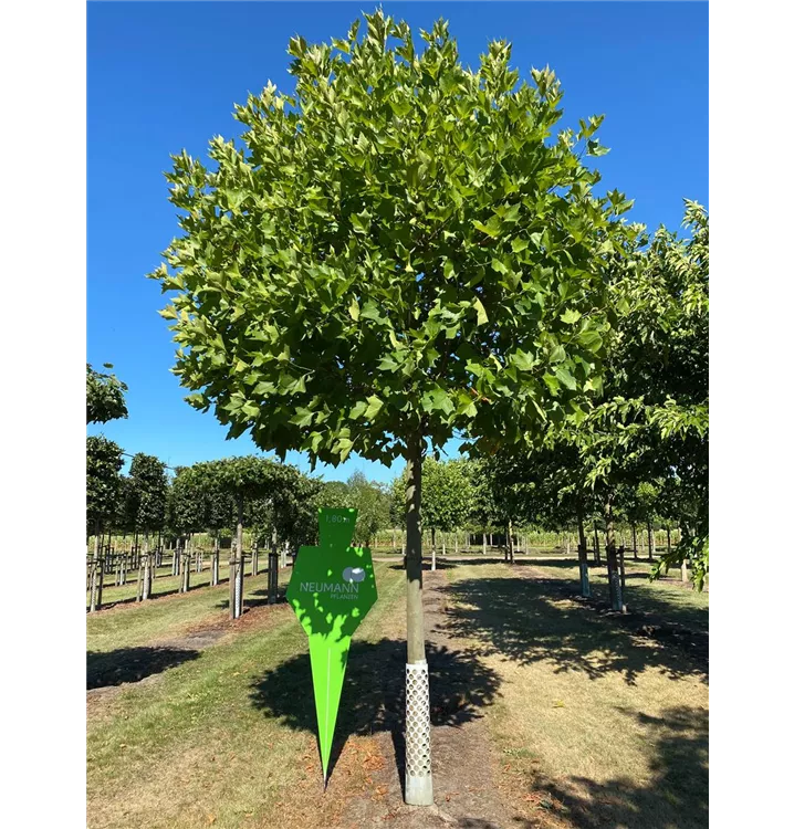 Platanus hispanica 'Alphens Globe' - Collection, Platane 'Alphens Globe'
