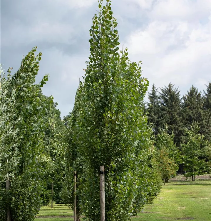 Populus tremula 'Erecta' - Collection, Säulen-Zitterpappel