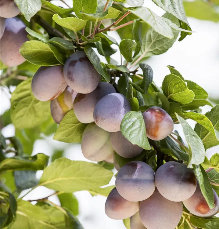 Prunus dom.'Ruth Gerstetter' CAC - Collection, Pflaume 'Ruth Gerstetter ...