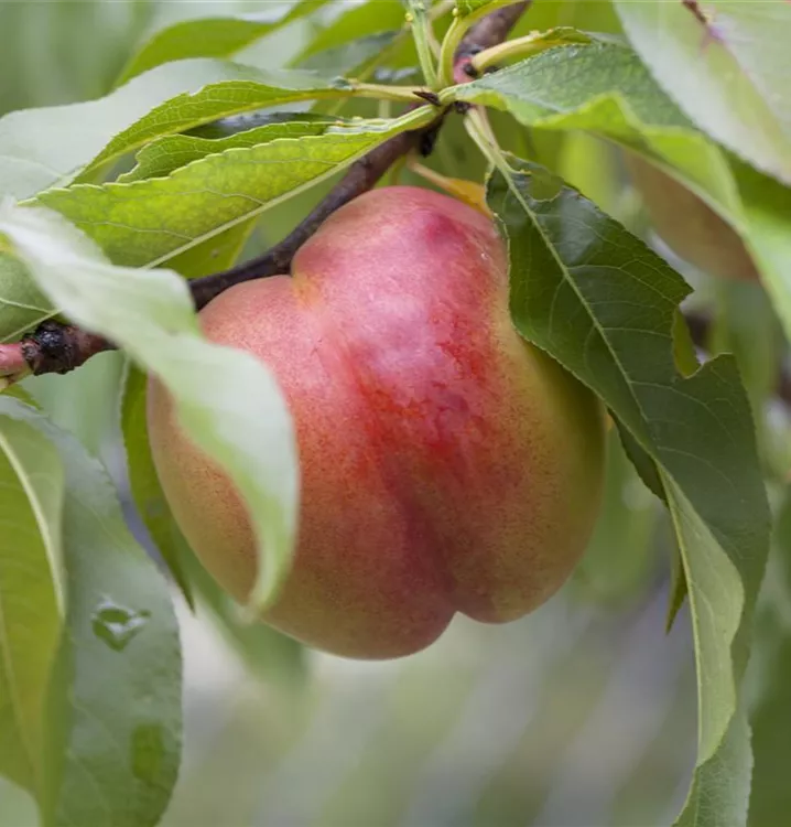 Prunus nuc.'Nectared 4' CAC - Collection, Nectarine 'Nectared 4'