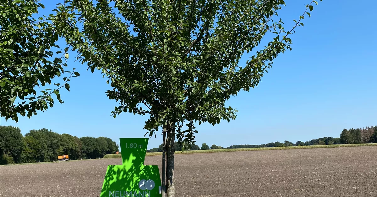 Prunus syr.'Von Nancy' CAC - Collection, Mirabelle 'Von Nancy'