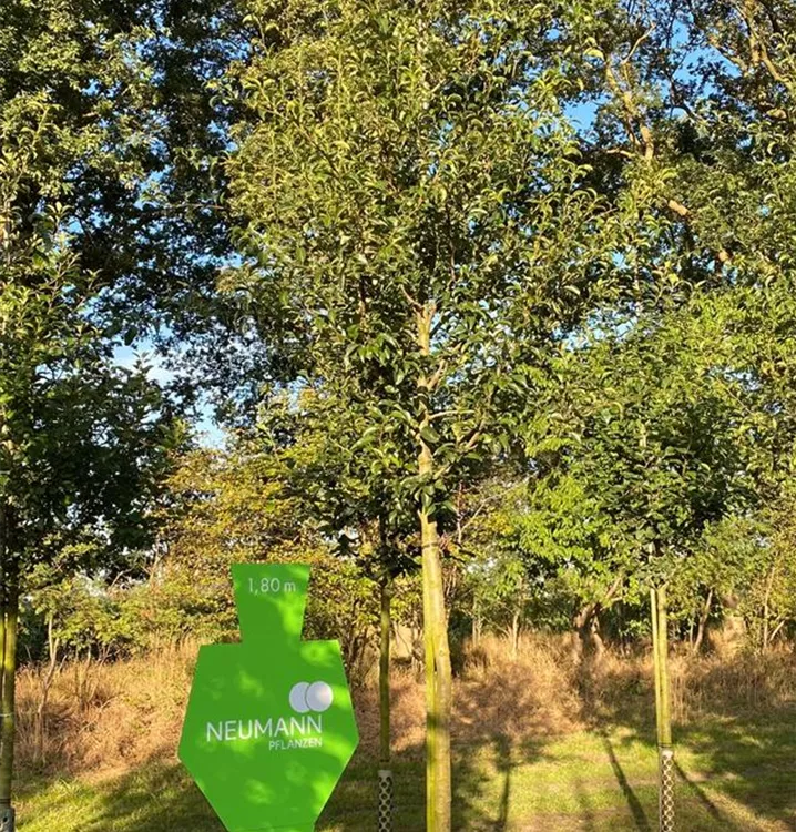 Pyrus com.'Köstliche von Charneu' CAC - Collection, Birne 'Köstliche ...