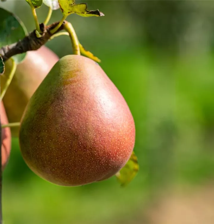 Pyrus com.'Starkrimson' CAC - Collection, Birne 'Starkrimson'