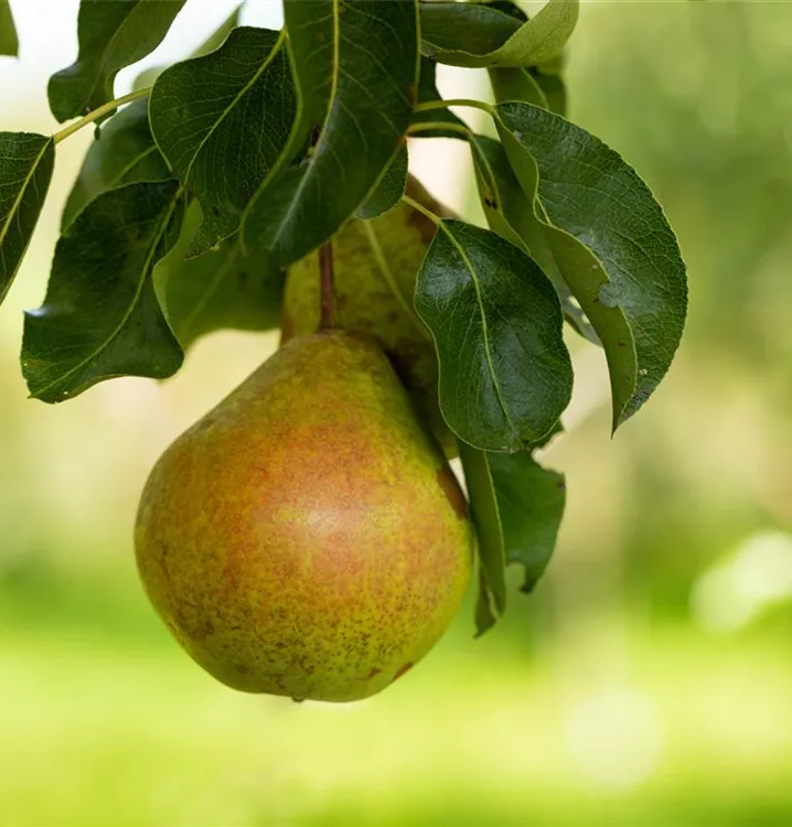 Pyrus com.'Petersbirne' CAC - Collection, Birne 'Petersbirne' früh