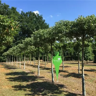 Pyrus elaeagrifolia 'Silver Sail' - Collection