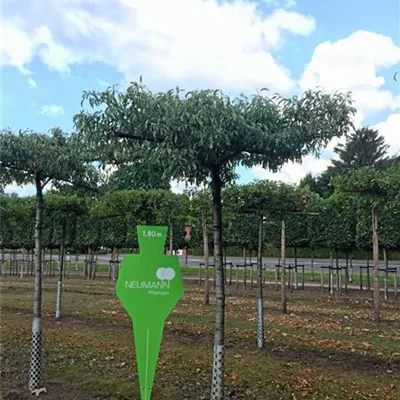 Pyrus elaeagrifolia 'Silver Sail' - Collection