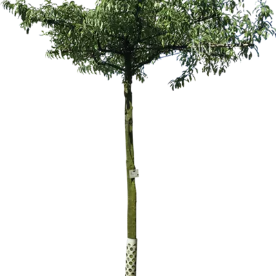 Pyrus elaeagrifolia 'Silver Sail' - Collection