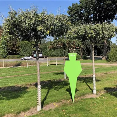 Pyrus elaeagrifolia 'Silver Sail' - Collection