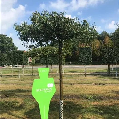 Pyrus elaeagrifolia 'Silver Sail' - Collection