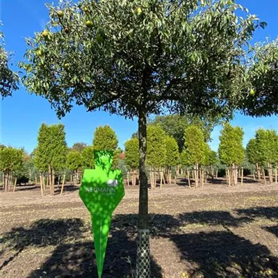 Pyrus elaeagrifolia 'Silver Sail' - Collection